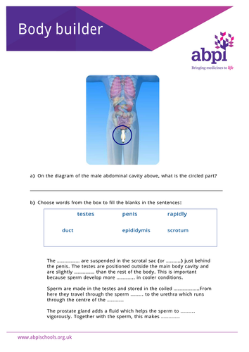 Body Parts - Male Reproductive Organs | Teaching Resources