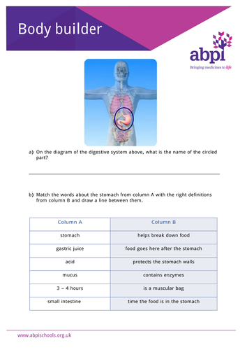 Body Parts - Stomach | Teaching Resources