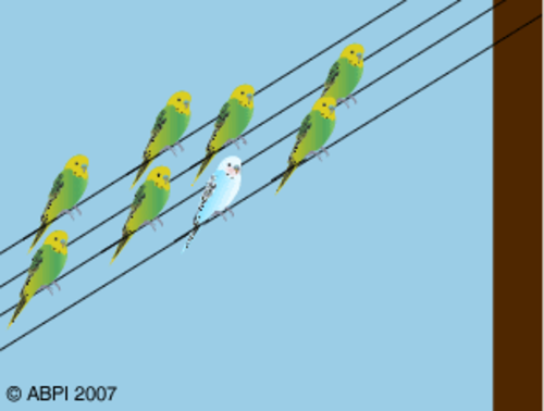 Budgie Colour Mutations | Teaching Resources