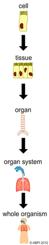 Cell to Organism | Teaching Resources