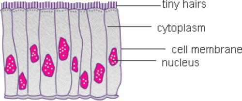 Ciliated Epithelium Labeled