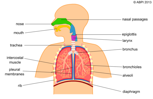 Diagram of Breathing | Teaching Resources