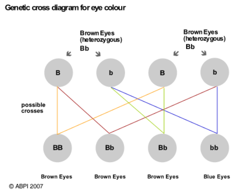 Genetic Cross - Eye Colour | Teaching Resources
