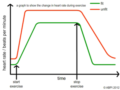 Heart Rate and Exercise | Teaching Resources Heart Rate and Exercise | Teaching Resources