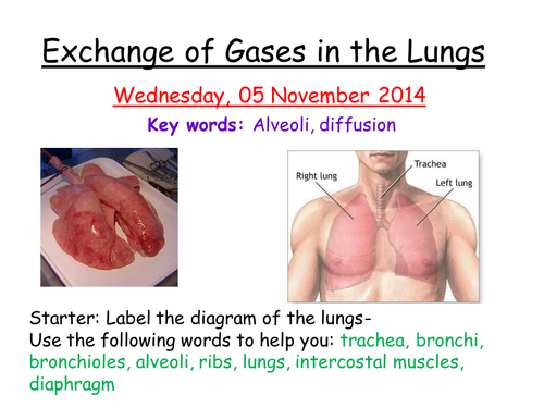 Gas exchange B3 AQA | Teaching Resources