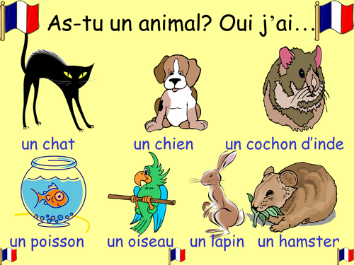 As-tu un animal? display | Teaching Resources