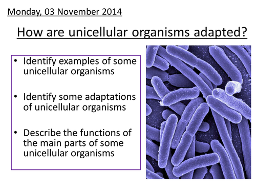 Unicellular Examples Unicellular Organisms: Definition & Examples