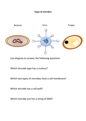 Types of microbes by zuba102 - Teaching Resources - TES