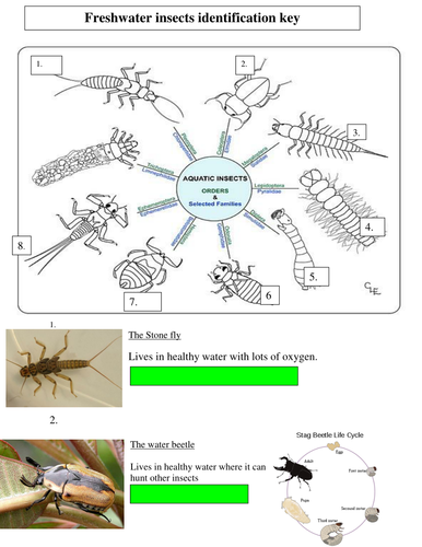 Identification/classification key by - UK Teaching Resources - TES