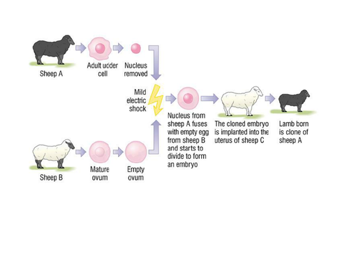 Adult cell cloning factsheet | Teaching Resources