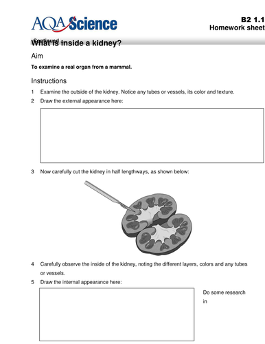 Kidney dissection handout | Teaching Resources