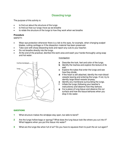 Lungs dissection | Teaching Resources