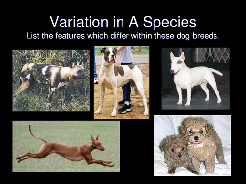 Variation in a Species | Teaching Resources