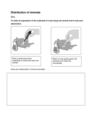 Distribution of stomata | Teaching Resources