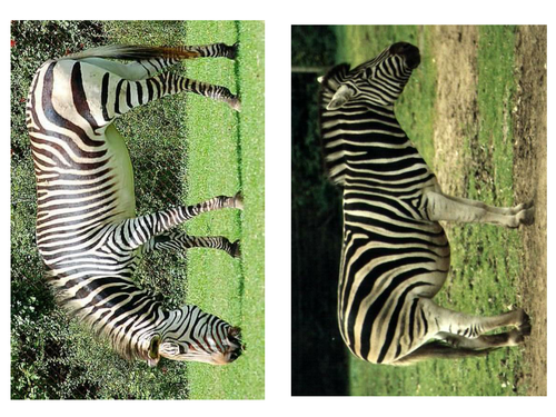 Animal patterns | Teaching Resources