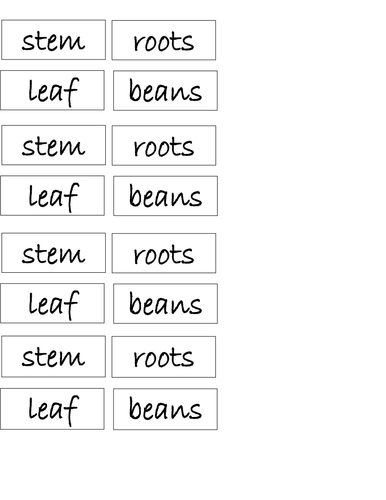Label the bean plant by choralsongster - Teaching Resources - TES