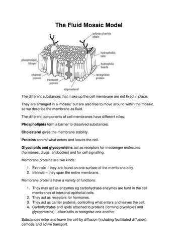 The fluid mosaic model by jm2450 - UK Teaching Resources - TES