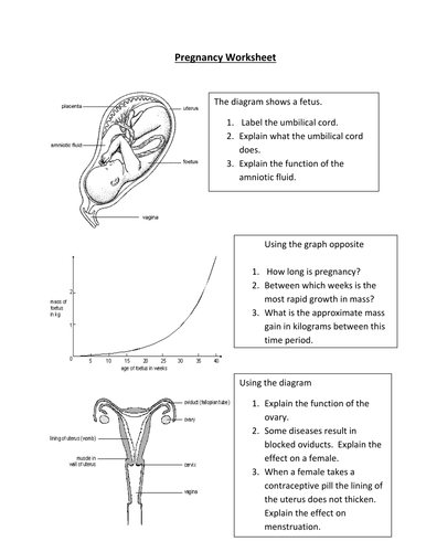 Pregancy worksheet | Teaching Resources
