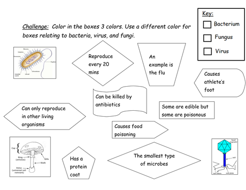 Microbe color wrap up activity | Teaching Resources