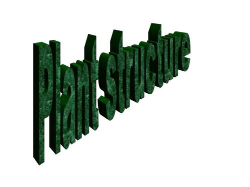 PowerPoint of plant structure. | Teaching Resources