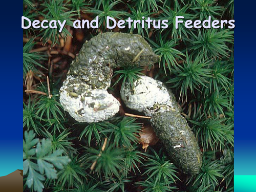 Decay ppt | Teaching Resources