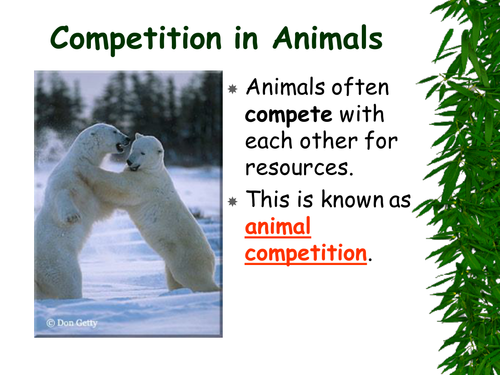 Competition in animals ppt | Teaching Resources