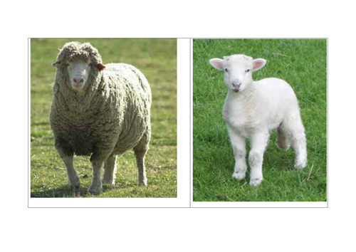 Baby and adult animals | Teaching Resources