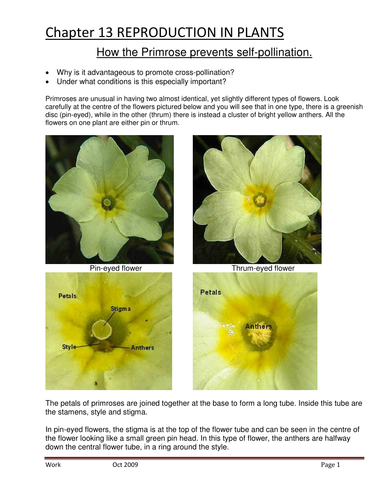 Cross-pollination; primrose | Teaching Resources