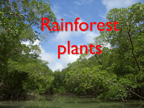Rainforest powerpoint presentation by groov_e_chik - Teaching Resources ... Rainforest powerpoint presentation by groov_e_chik - Teaching Resources ...