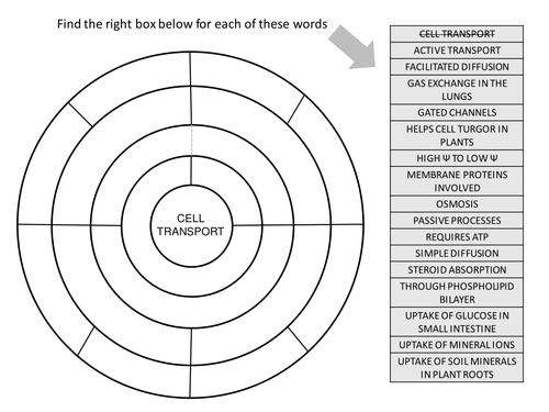 CELL TRANSPORT MANDALA | Teaching Resources