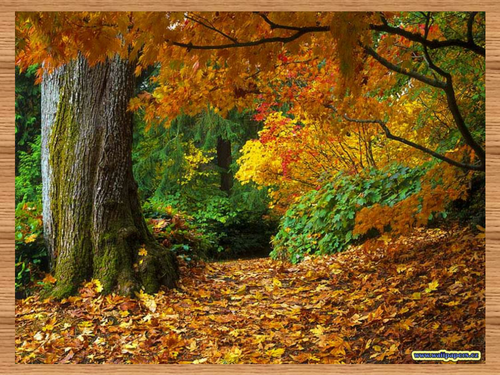 Fall Images | Teaching Resources