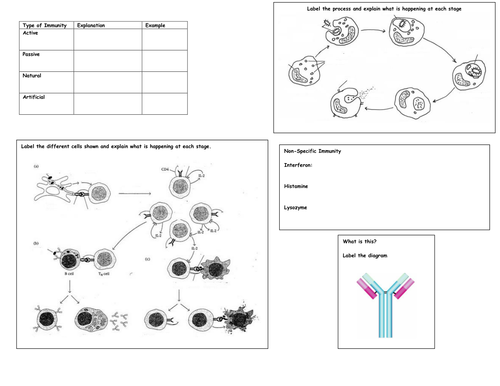 Immune Response Overview Worksheet - prntbl.concejomunicipaldechinu.gov.co Immune Response Overview Worksheet - prntbl.concejomunicipaldechinu.gov.co