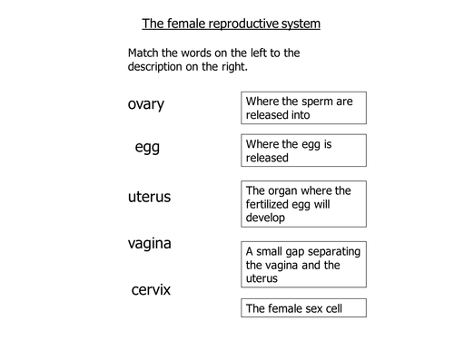 Reproduction: The Female Reproductive System | Teaching Resources