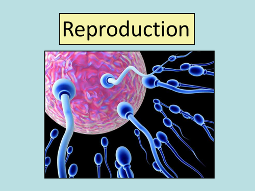 Reproduction PowerPoint | Teaching Resources