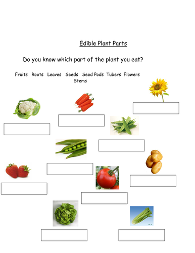 Edible plant parts | Teaching Resources