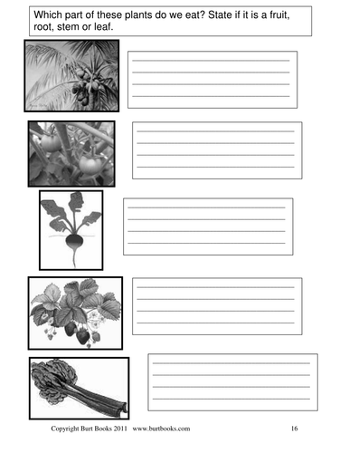 Which parts of the plant do we eat? | Teaching Resources