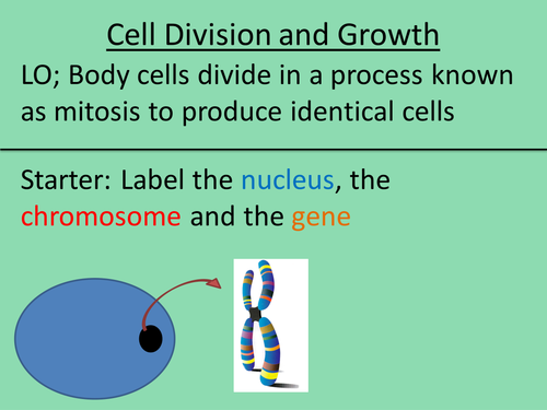Stem Cells & Cell Division and Growth | Teaching Resources