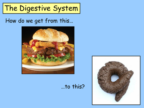 PowerPoint of the digestive system | Teaching Resources