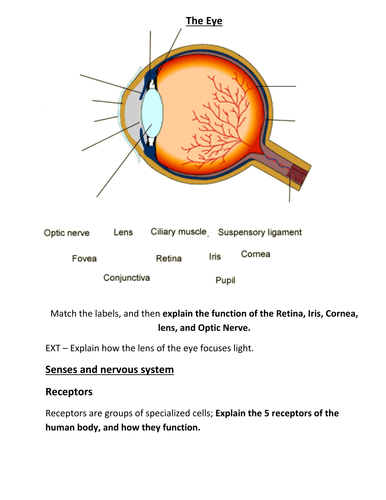The Eye; Nervous system; and Neurons | Teaching Resources