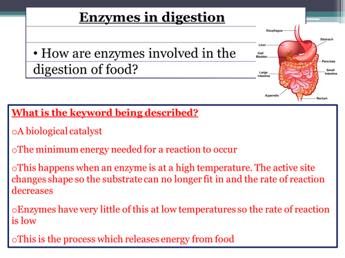 Digestion PowerPoint | Teaching Resources