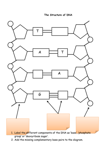 Structure of DNA | Teaching Resources Structure of DNA | Teaching Resources