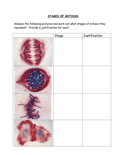 Stages Of Mitosis
