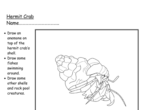 Hermit Crab | Teaching Resources