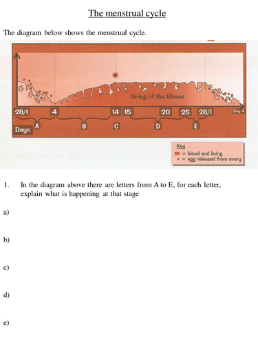 6th to 8th Grade Reproduction: The menstrual cycle | Teaching Resources