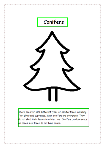 Conifers | Teaching Resources