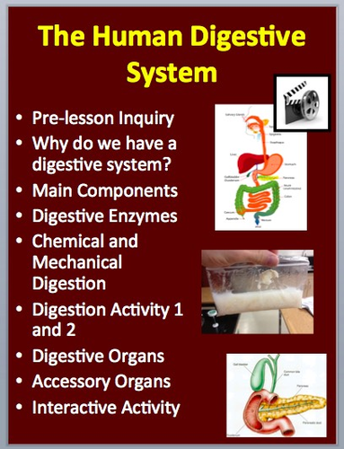 Digestion System: Introduction PowerPoint+Activity by - UK Teaching ...