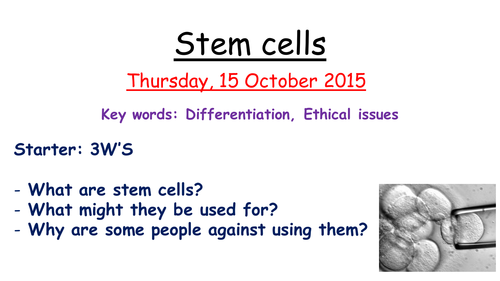 Stem cells | Teaching Resources