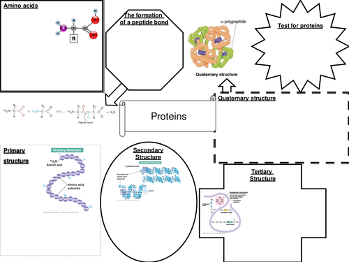 Protein structure revision sheet | Teaching Resources