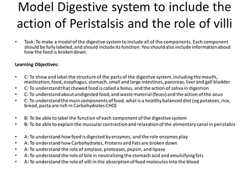 Model digestive system activity | Teaching Resources