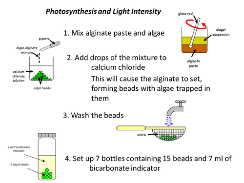 Effect of Light Intensity on Photosynthesis | Teaching Resources Effect of Light Intensity on Photosynthesis | Teaching Resources